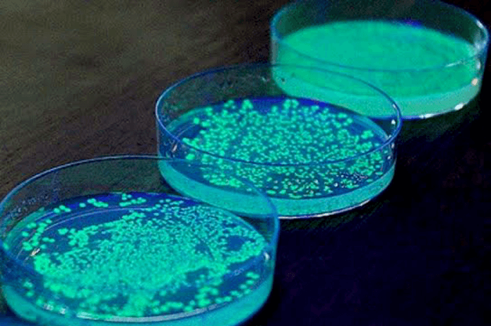 LETHAL INSECT PATHOGEN - Photorhabus luminescens 'The Angel's Glow' | A ...