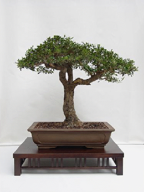 The Ancient Art of Bonsai | A Listly List