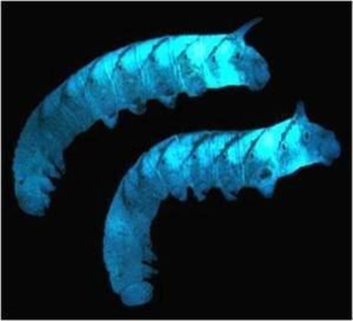 Adopt A Bacterium Photorhabdus Luminescens A Listly List